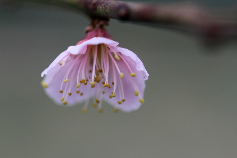 103回目の誕生日。: ぶっとび